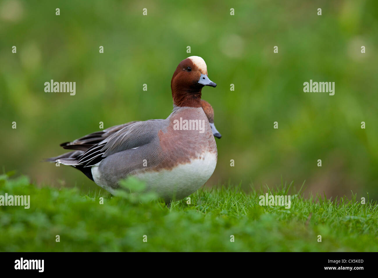 Wigeon duck uk hi-res stock photography and images - Alamy