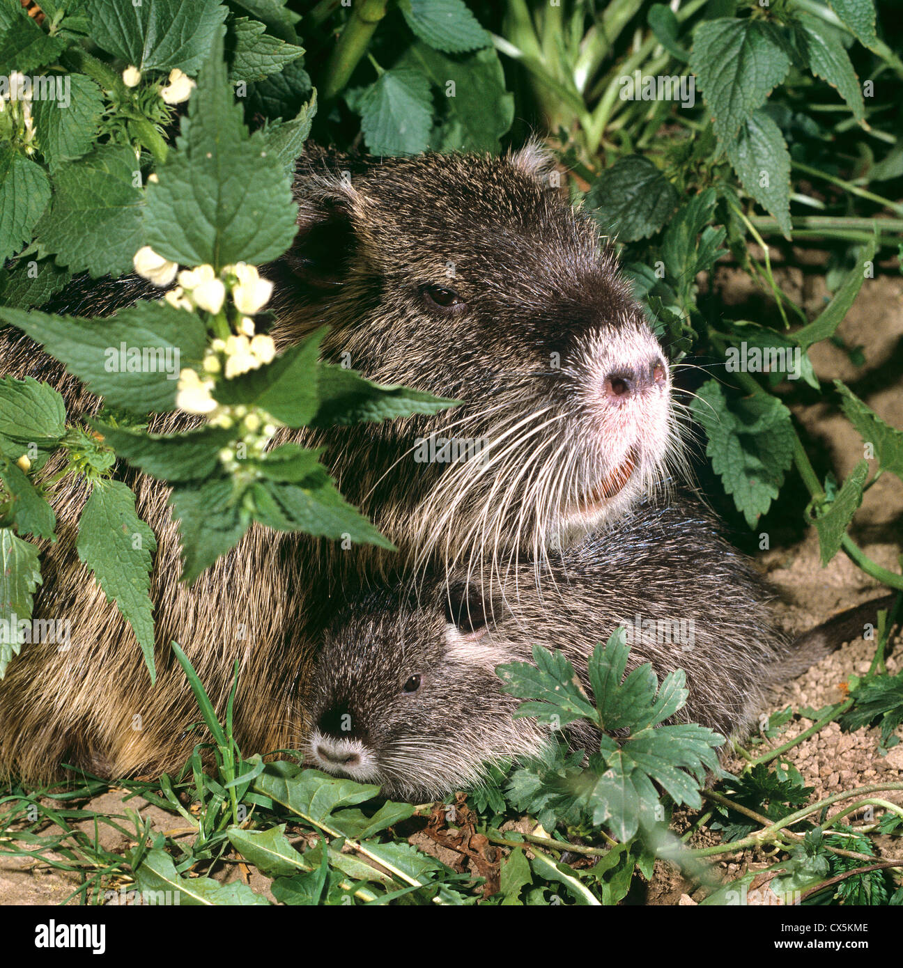 Juvenile coypu myocastor coypus hi-res stock photography and images - Alamy