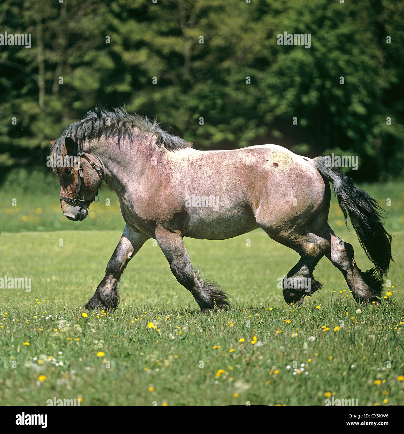 Belgian draught horse hi-res stock photography and images - Alamy