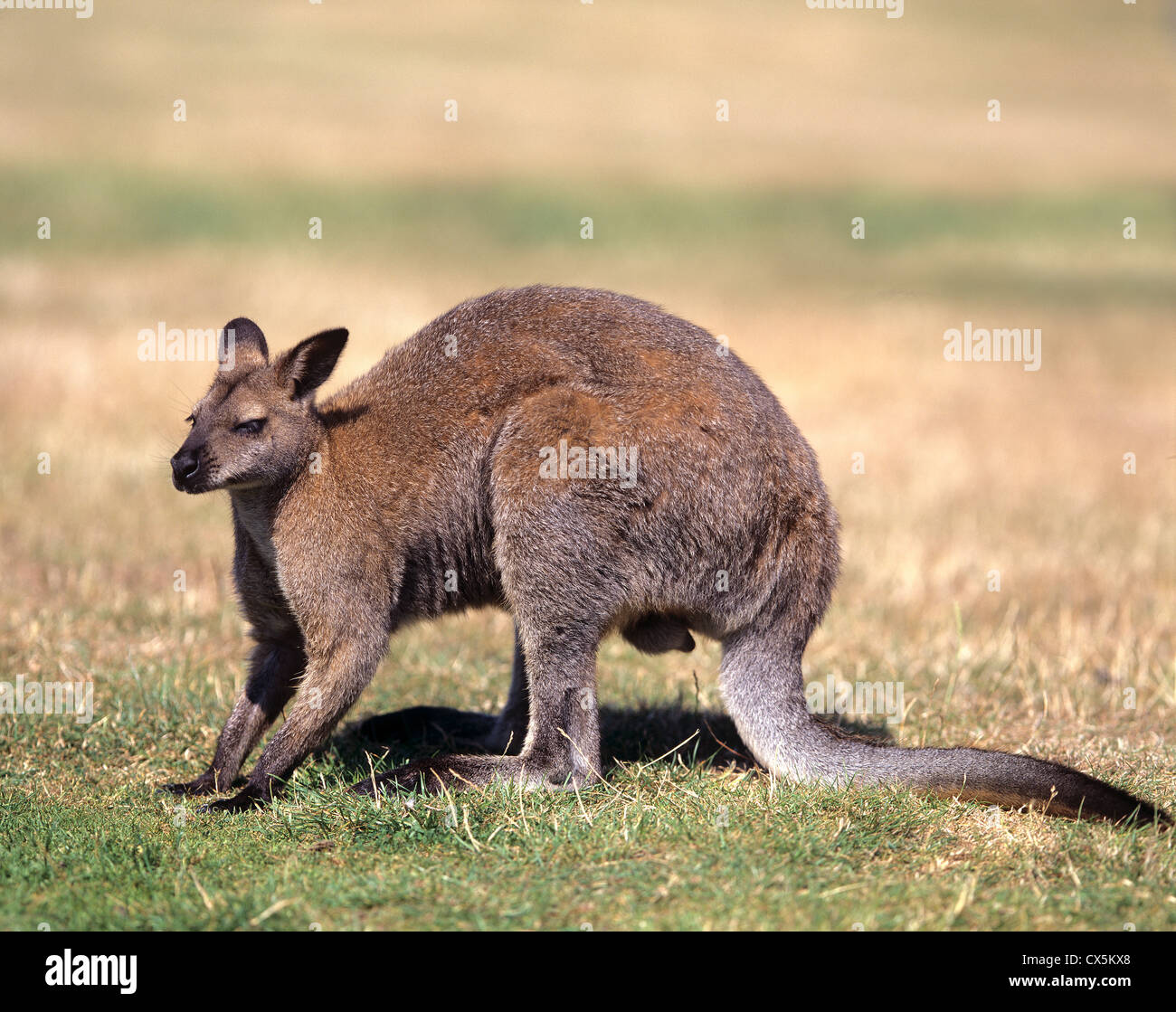 Red-necked Wallaby (Macropus rufogriseus rufogriseus), female with joey ...