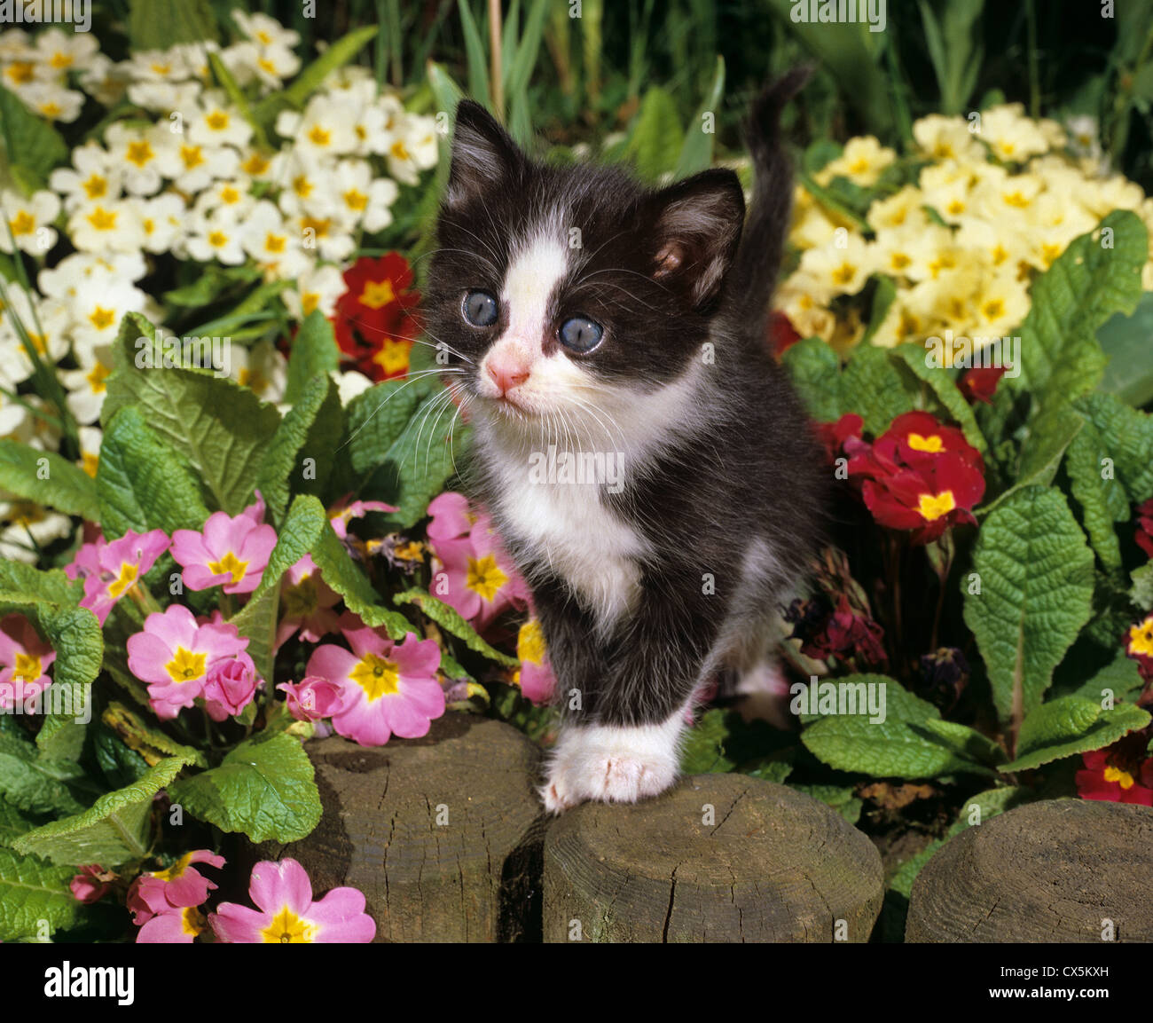 Domestic Cat. Black and white kitten among flowering primroses Stock ...