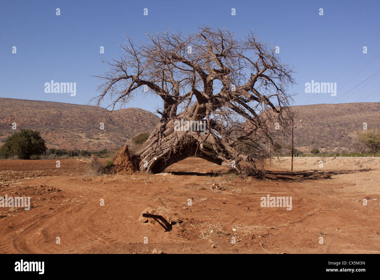 A Baobab tree on the edge of a farm in Limpopo, South Africa. The ...