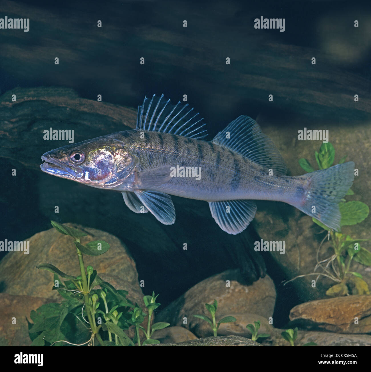 Pike-perch, Zander (Stizostedion lucioperca, Sander lucioperca ...