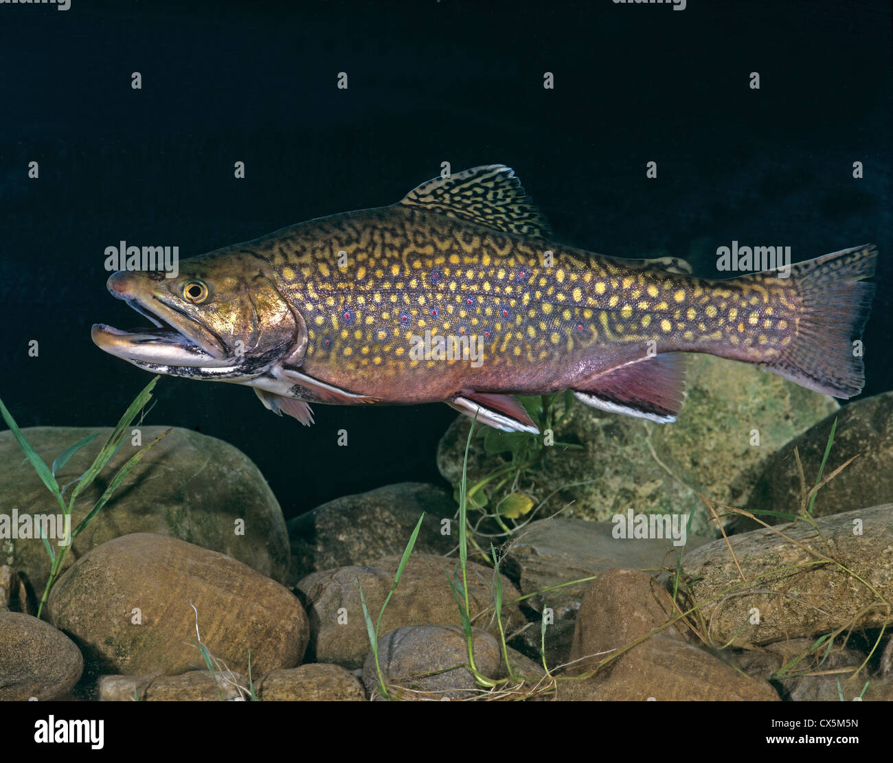 Brook Char, Brook Trout (Salvelinus fontinalis), adult male under water ...