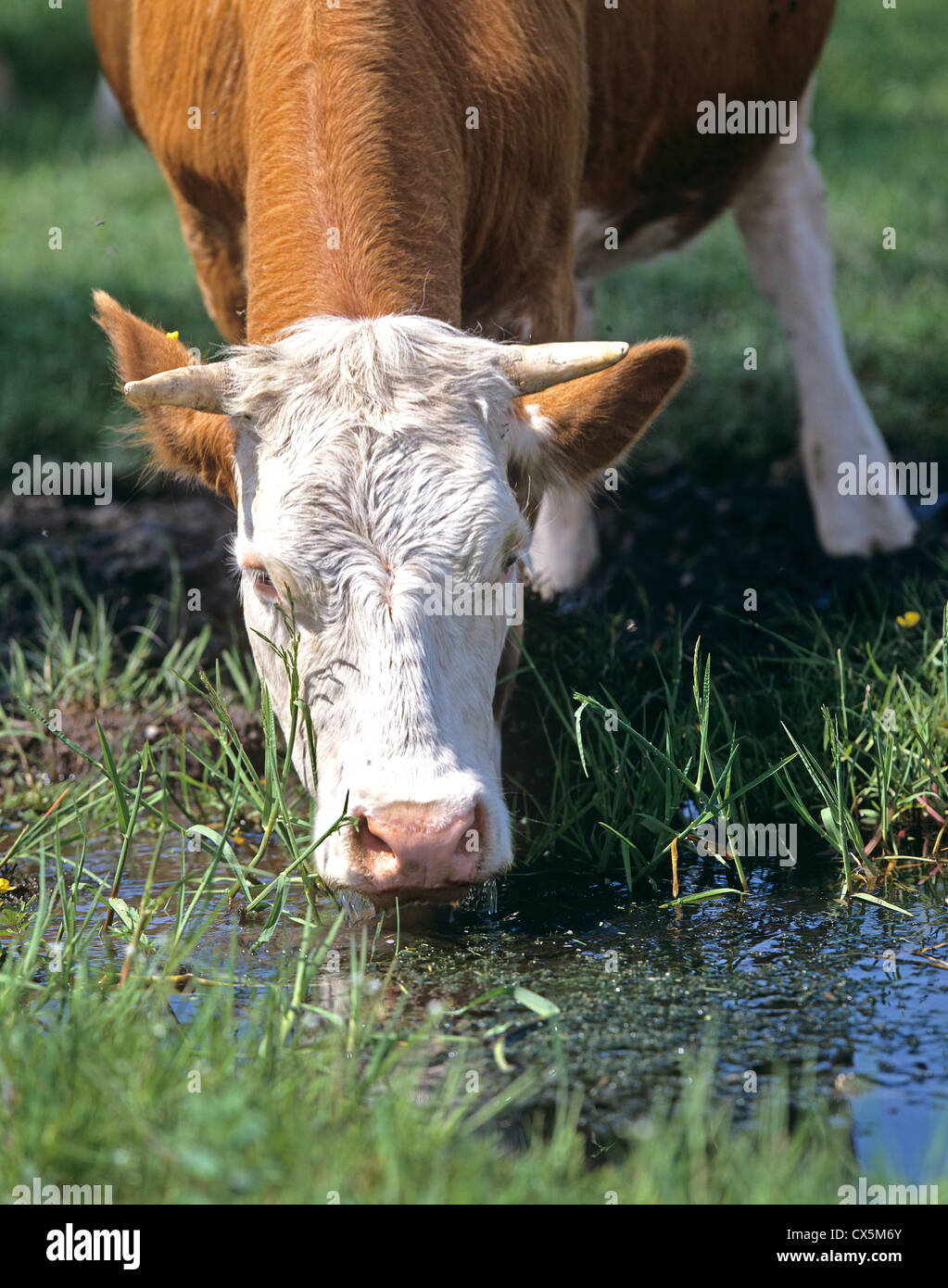 Domestic Cattle, Simmental Cattle, cow on the pasture drinking from a ...