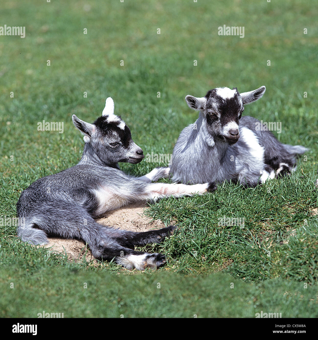 Pygmy Goat (Capra aegagrus hircus Stock Photo - Alamy