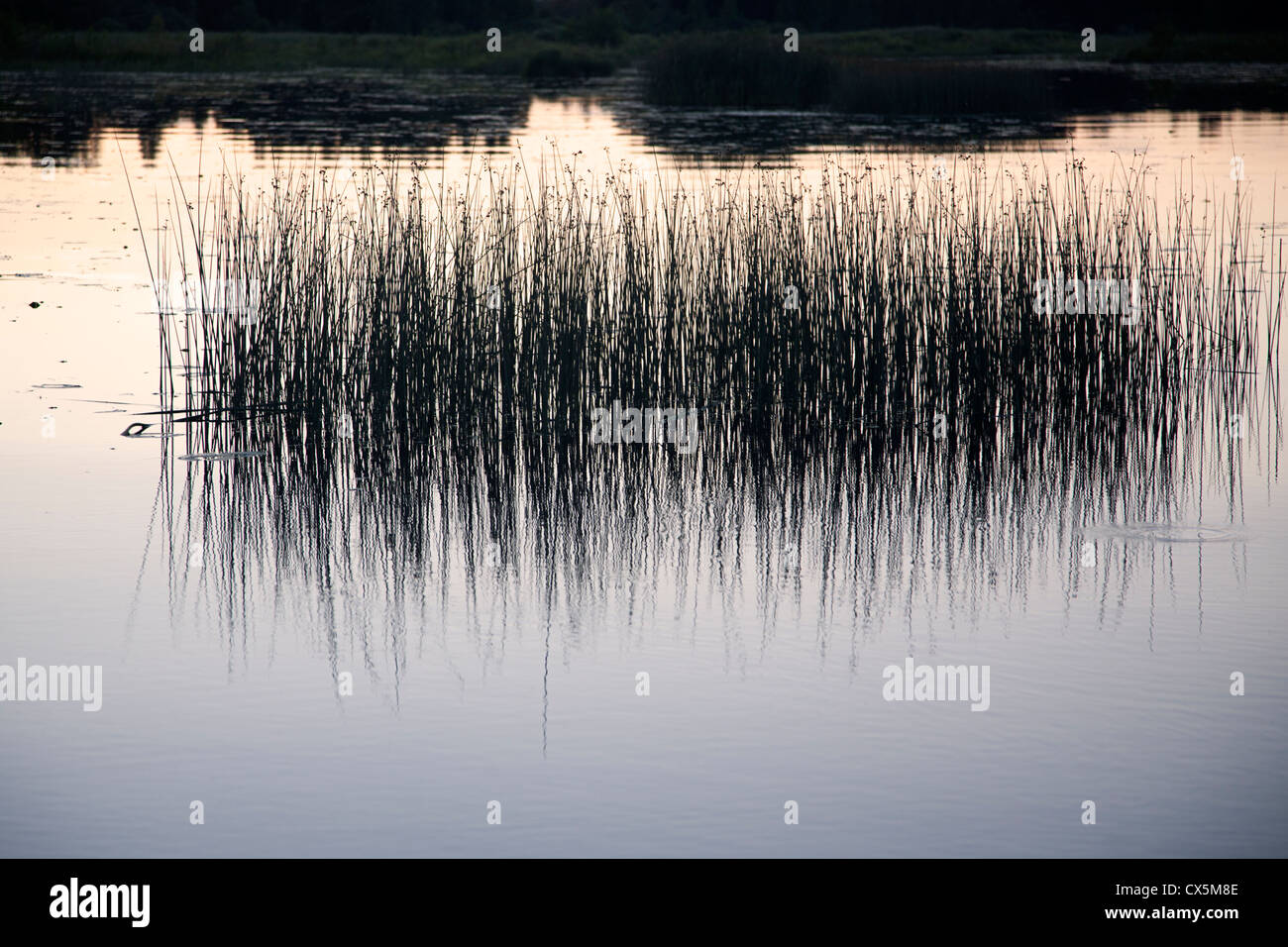 Rushes mirroring in water Stock Photo - Alamy