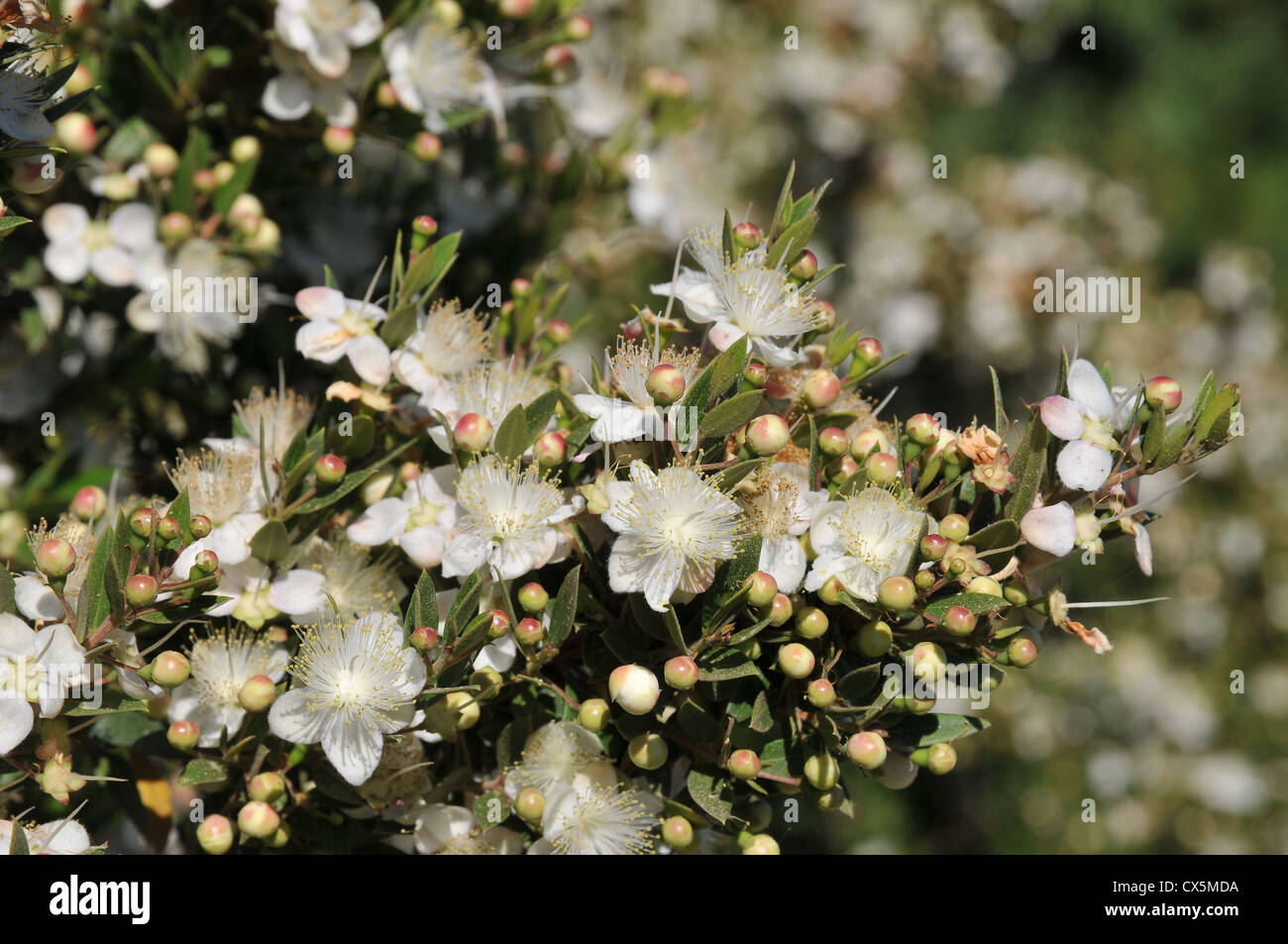 Blossoming myrtle (Myrtus communis) Photographed in Israel in June ...