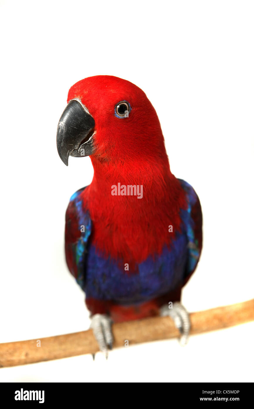 Bird cut out hi-res stock photography and images - Alamy