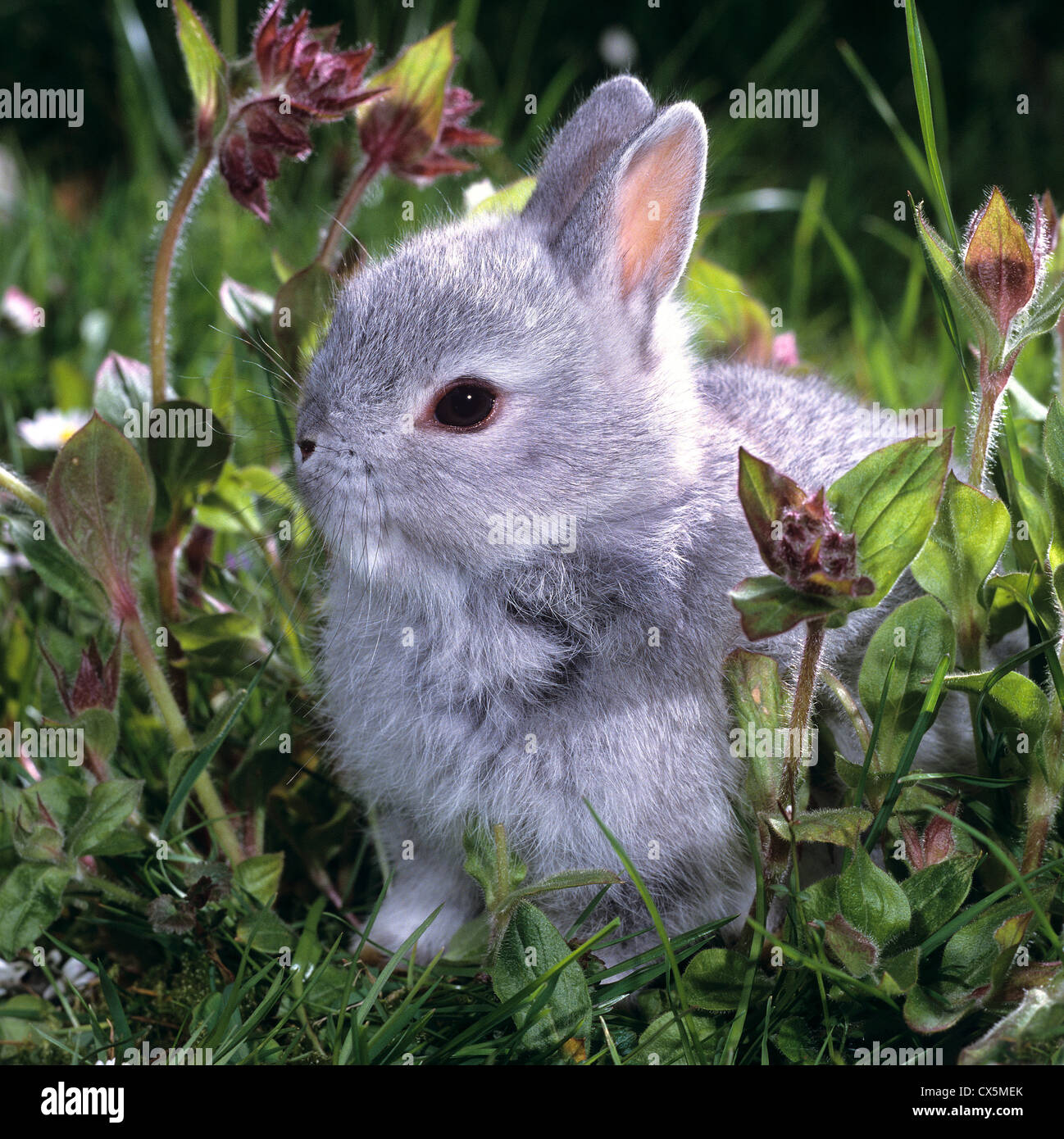 Dwarf Rabbit. Grey juvenile in a flowering meadow Stock Photo - Alamy