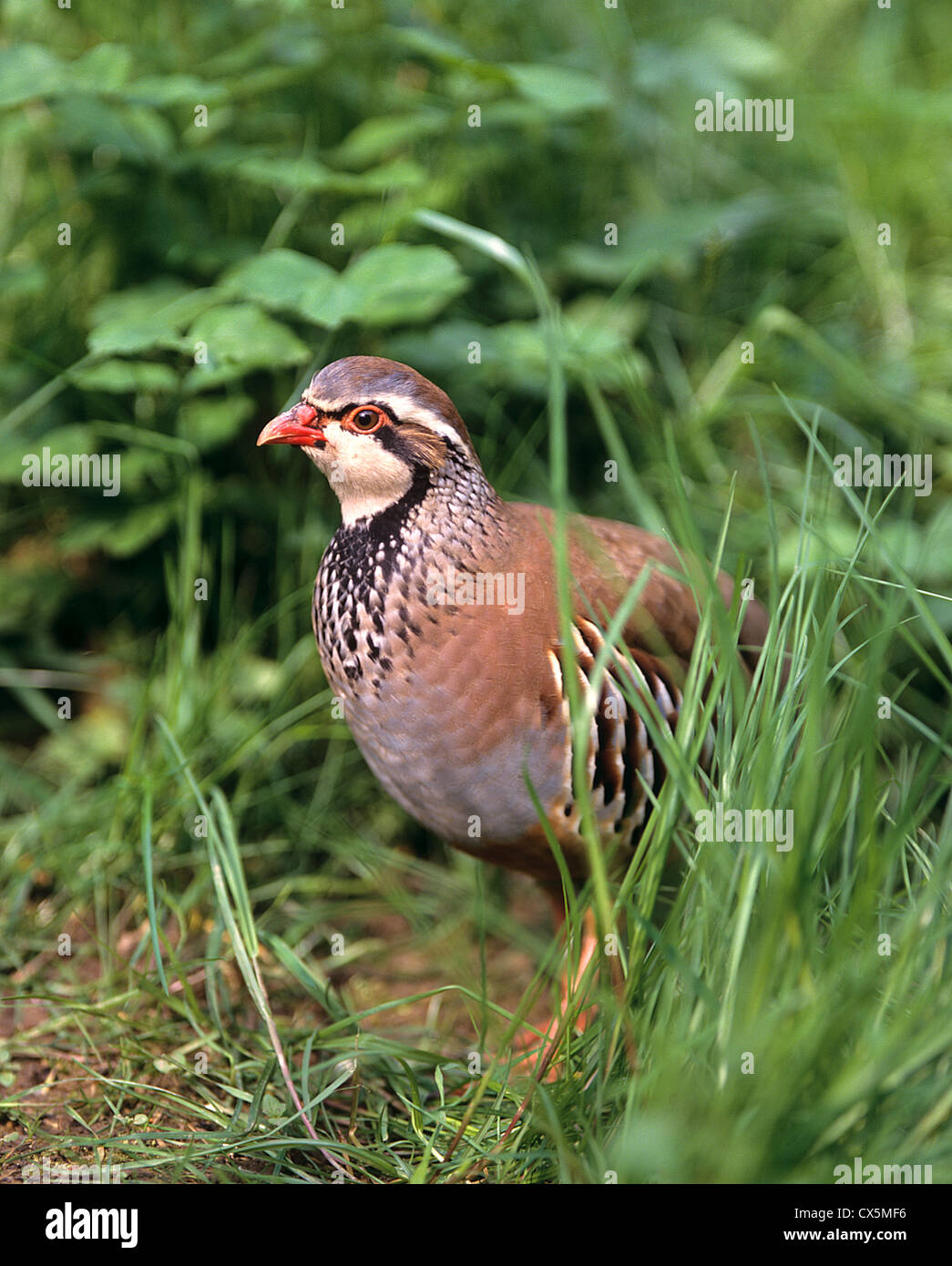 Red-legged Partridge (Alectoris rufa Stock Photo - Alamy