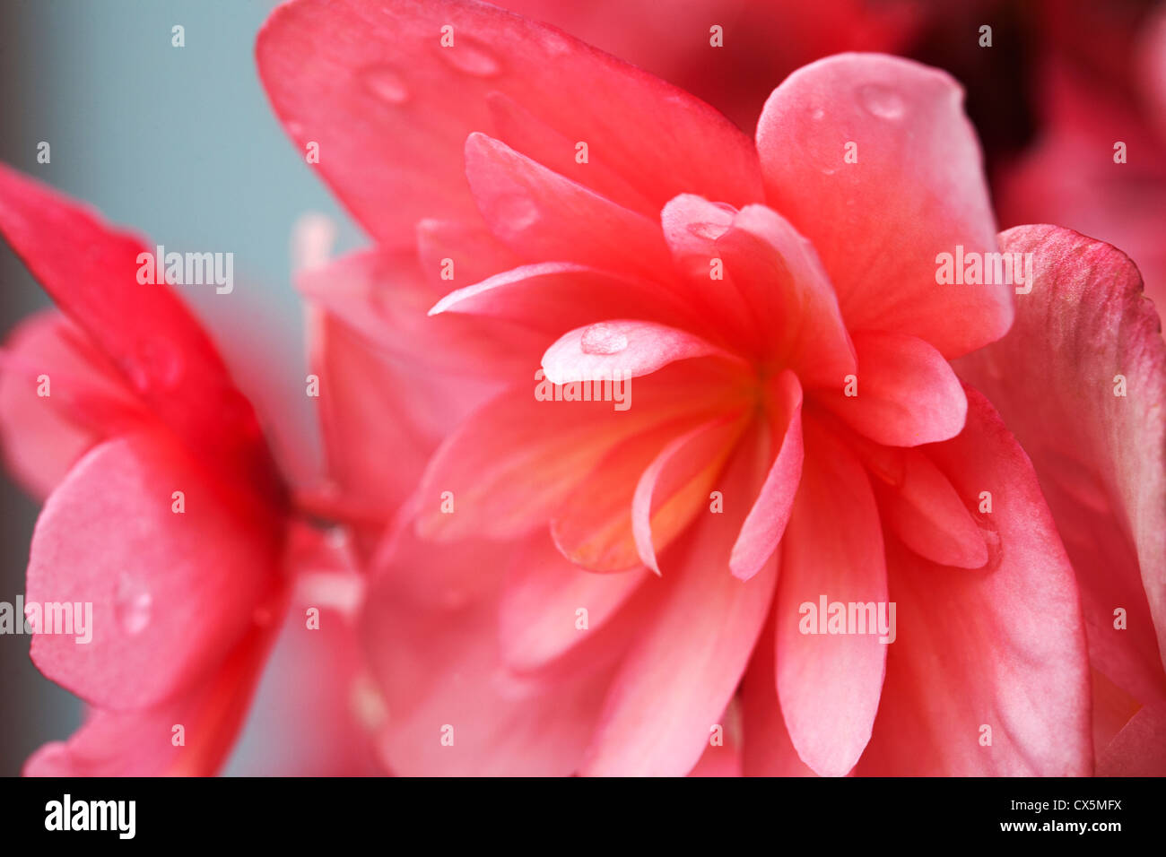 Close up of pink Begonia flower with petals covered with raindrops ...