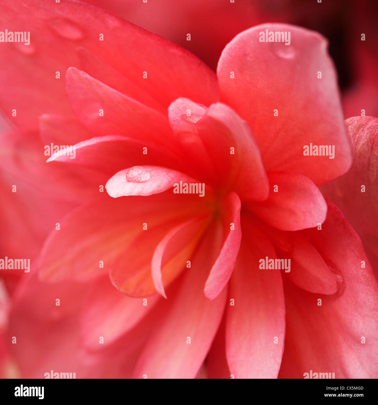 Close up of pink Begonia flower with petals covered with raindrops ...