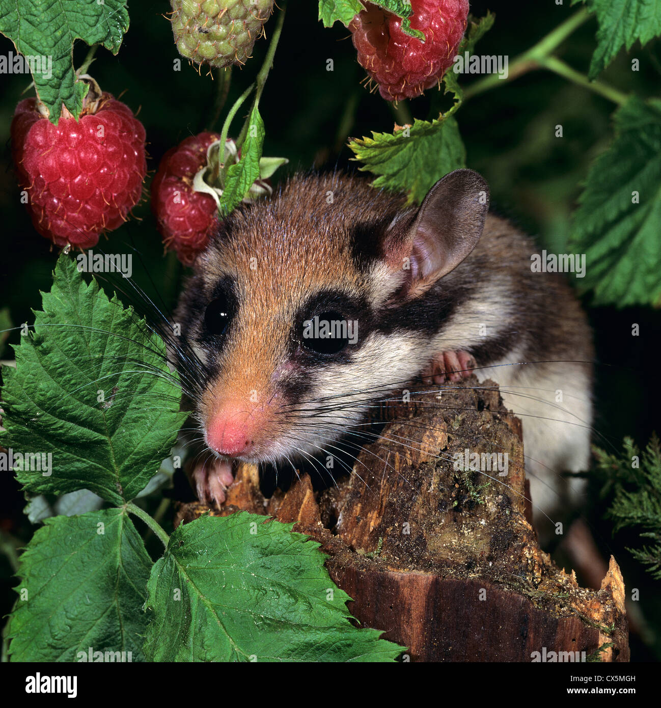 Garden Dormouse (Eliomys quercinus) climbing in a raspberry Stock Photo ...