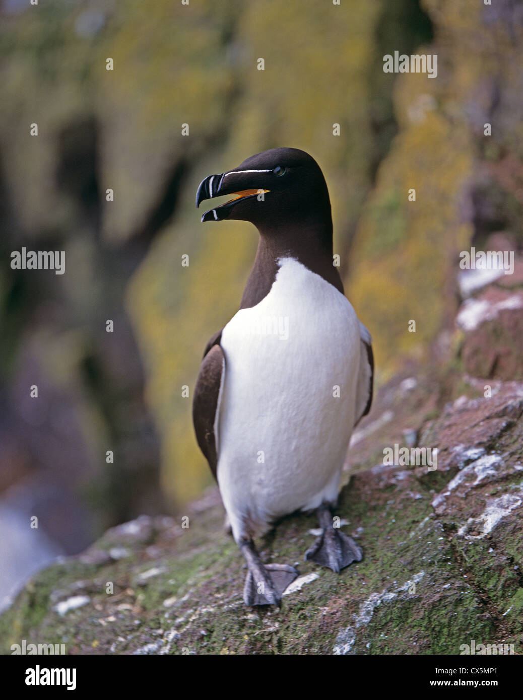 Razorbill alca torda single adult hi-res stock photography and images ...