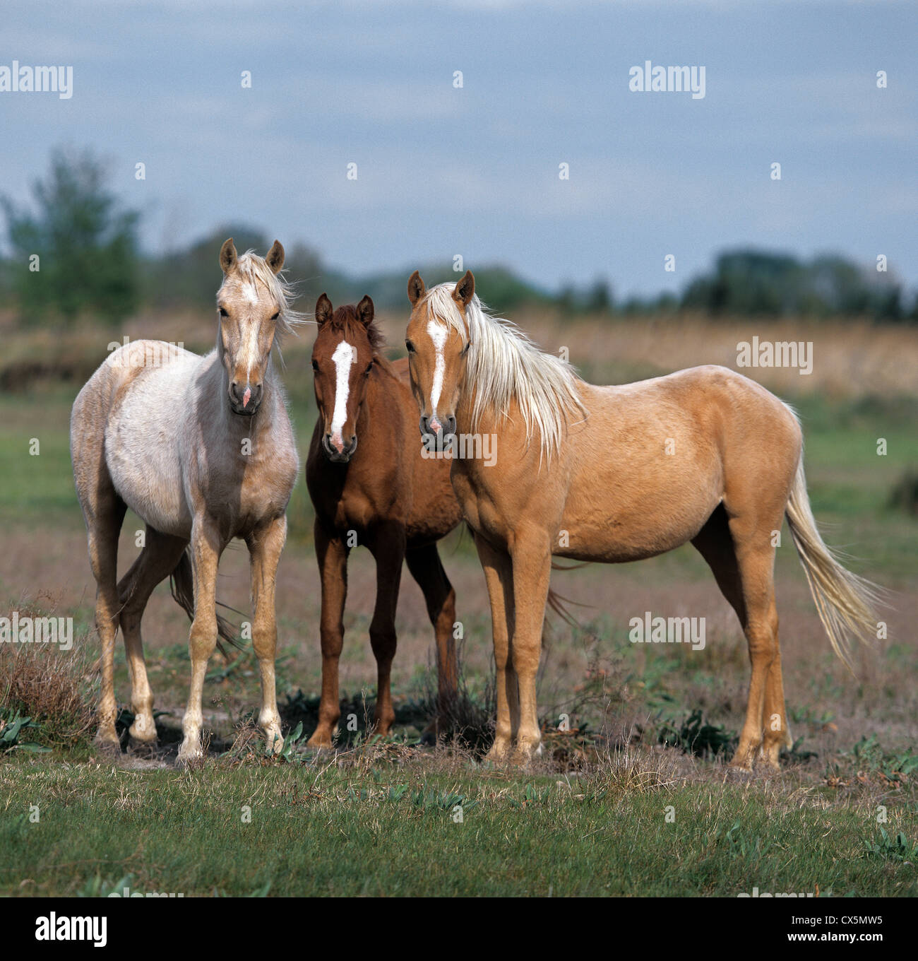 Cob normand horse hi-res stock photography and images - Alamy