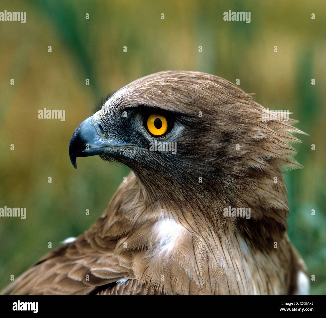 Short-toed Eagle (Circaetus gallicus), portrait Stock Photo - Alamy
