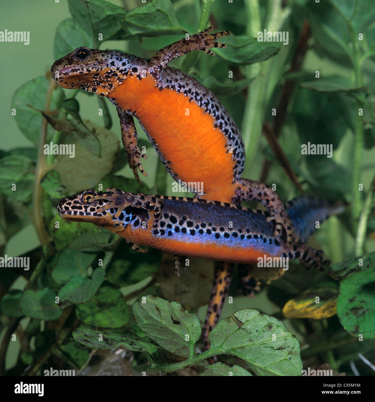 Alpestris hi-res stock photography and images - Alamy