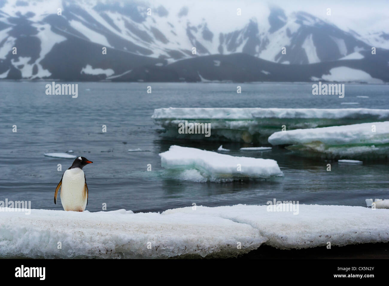 Antarctic ice landscape hi-res stock photography and images - Alamy