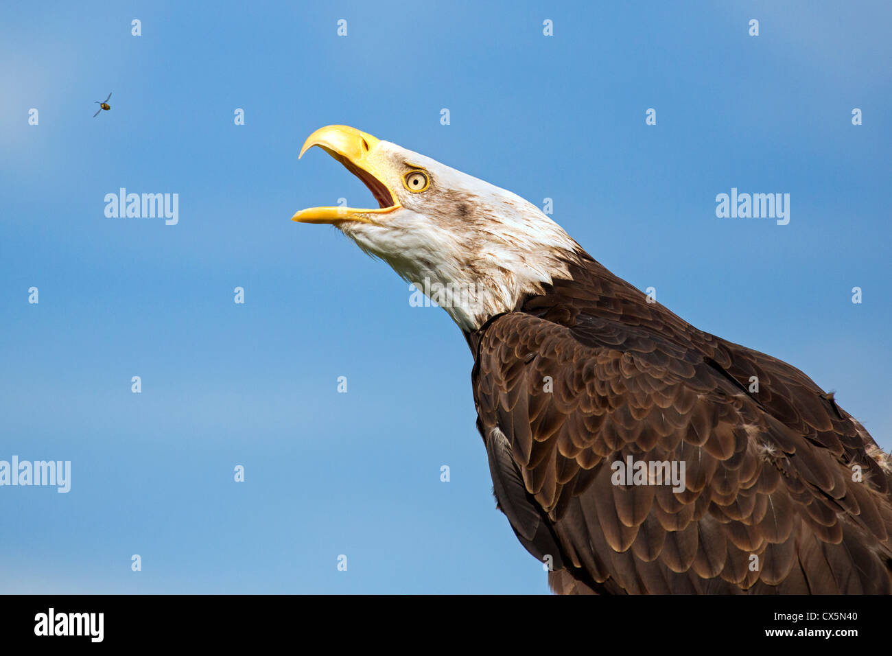 Bald eagle hi-res stock photography and images - Alamy