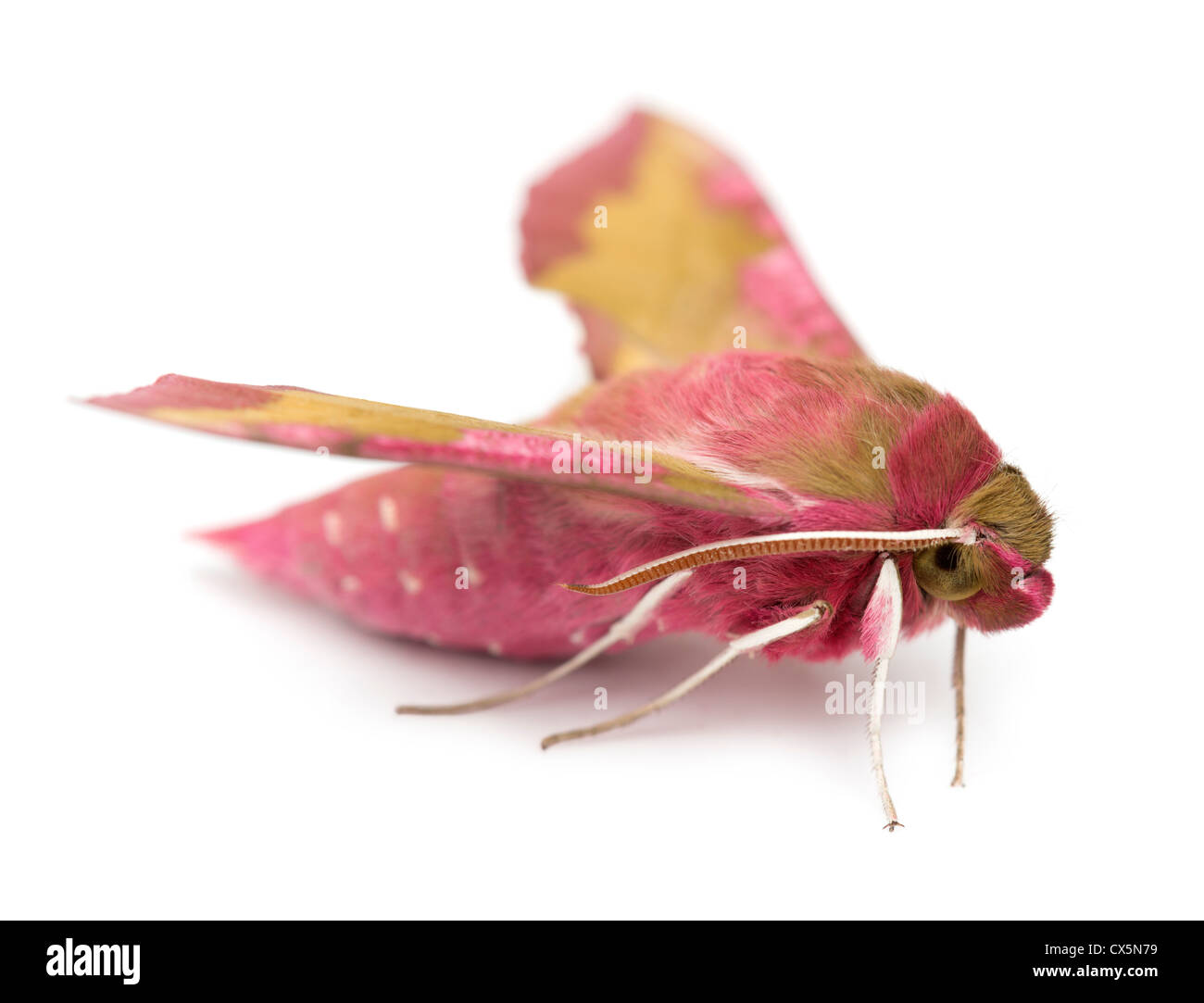 Elephant hawk moth hi-res stock photography and images - Alamy