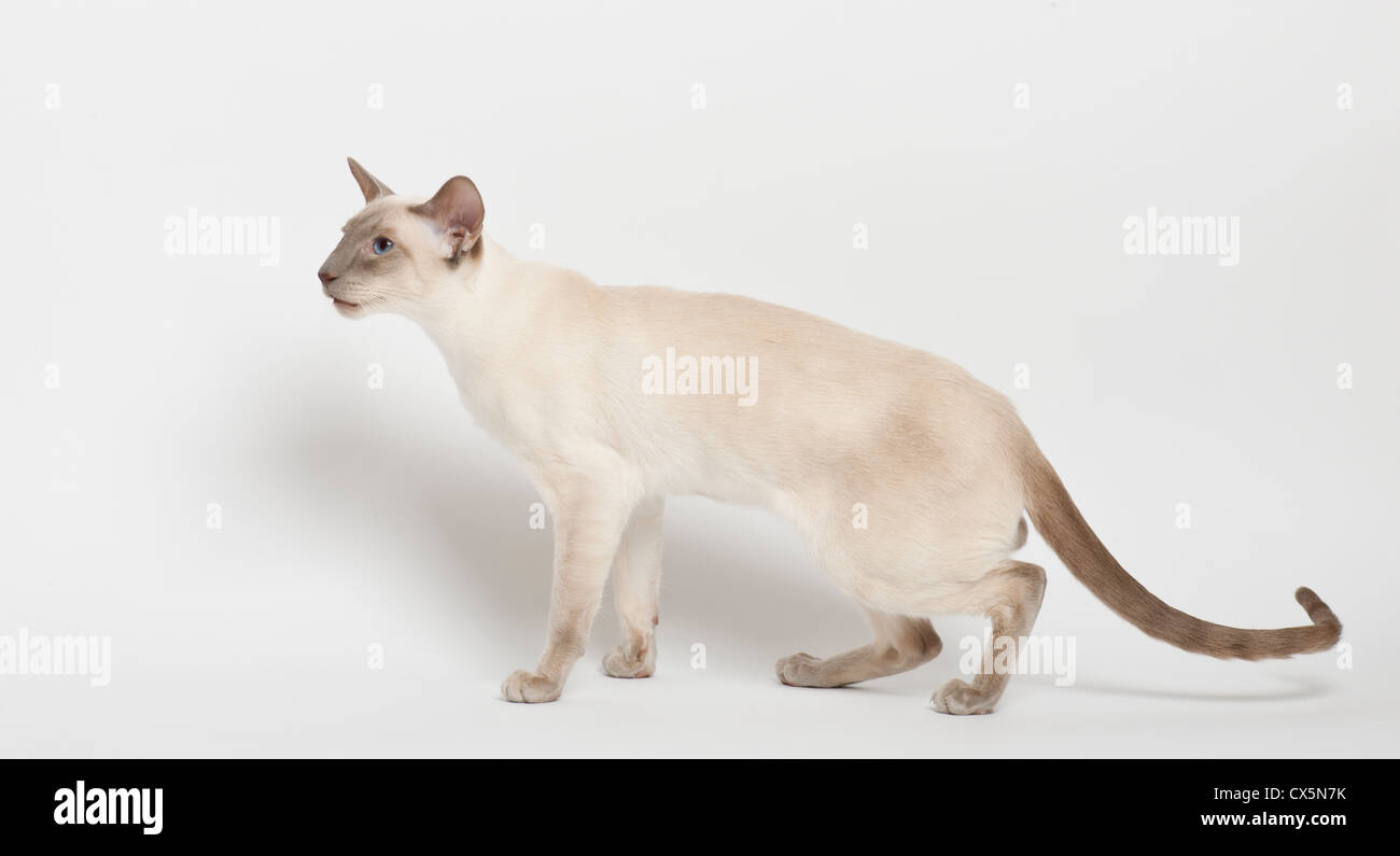 Siamese cat walking against white background Stock Photo - Alamy