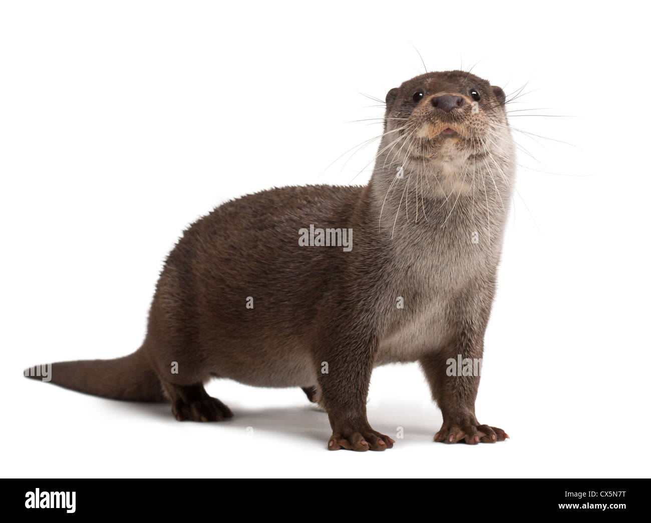 European Otter, Lutra lutra, 6 years old, portrait standing against ...