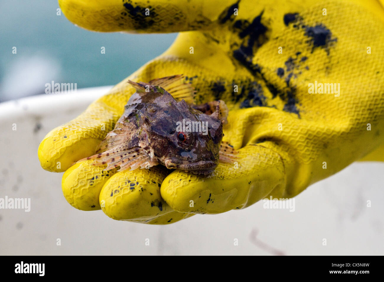 Long-spined Sea Scorpion (Taurulus bubalis) being held in a yellow ...