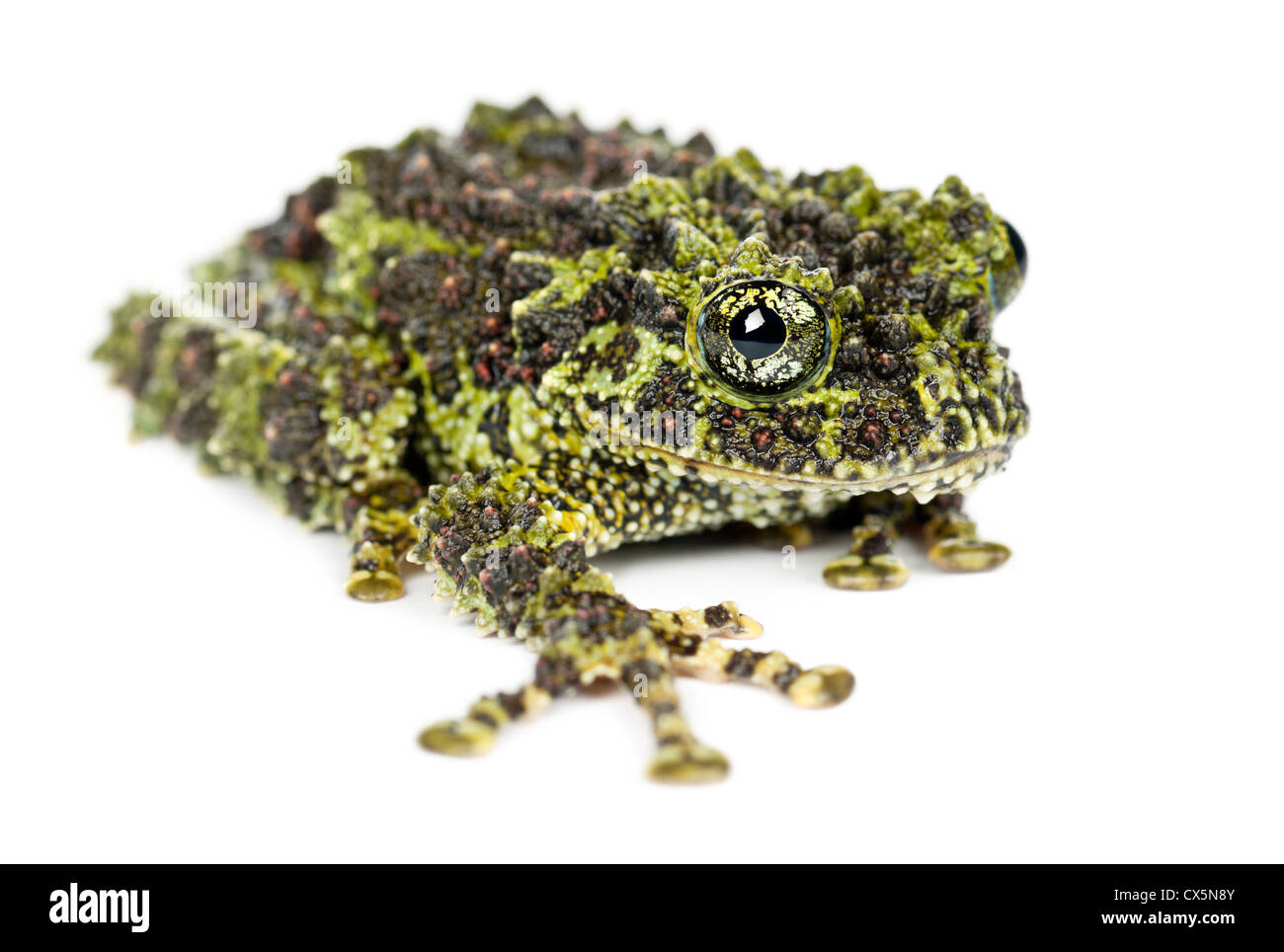 Bug eyed frog theloderma corticale hi-res stock photography and images ...