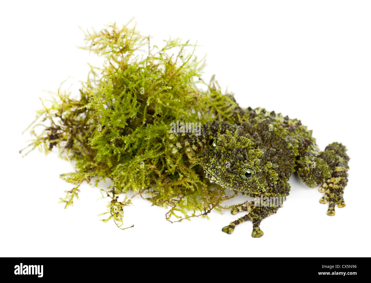 Vietnamese moss frog hi-res stock photography and images - Alamy