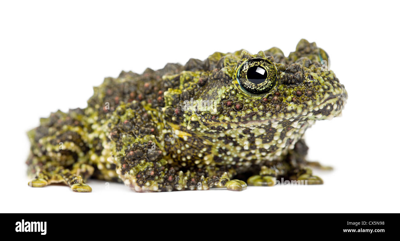 Mossy Frog, Theloderma corticale, also known as Vietnamese Mossy Frog ...