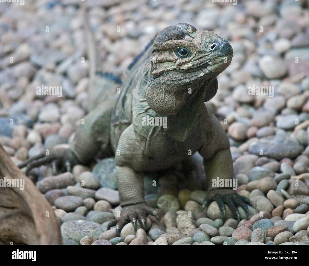 Lizard cyclura hi-res stock photography and images - Alamy