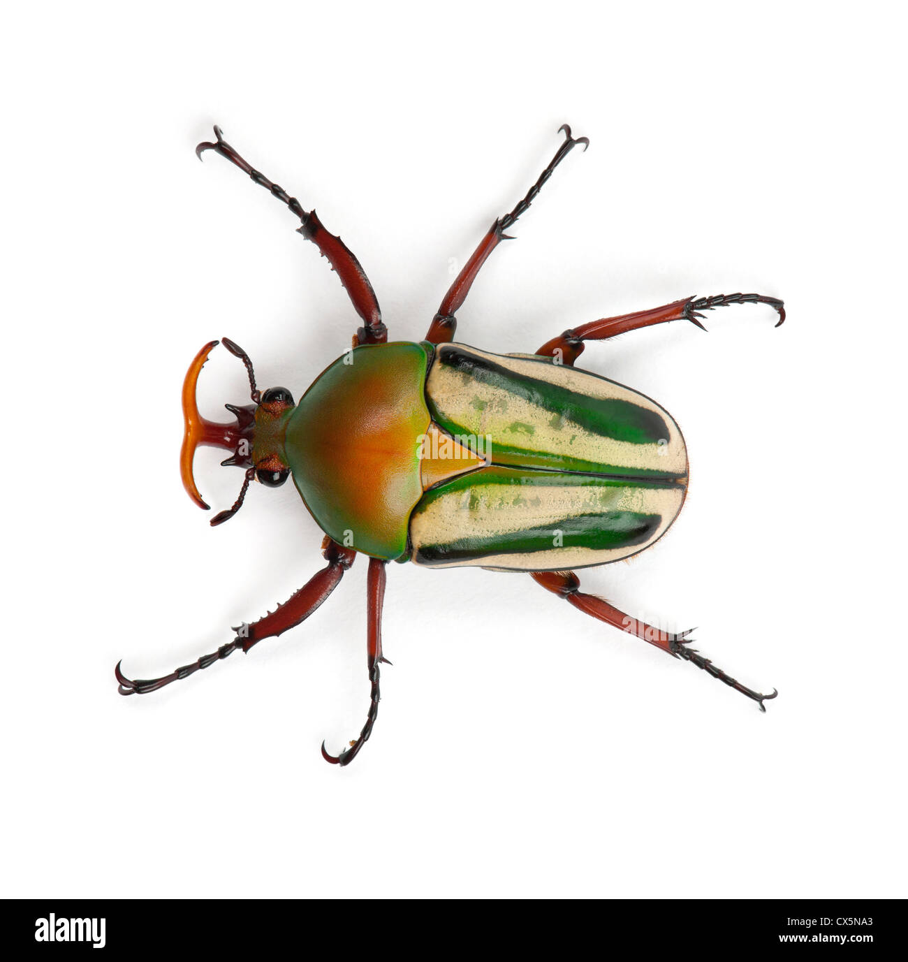 Male Flamboyant Flower Beetle or Striped Love Beetle, Eudicella gralli ...