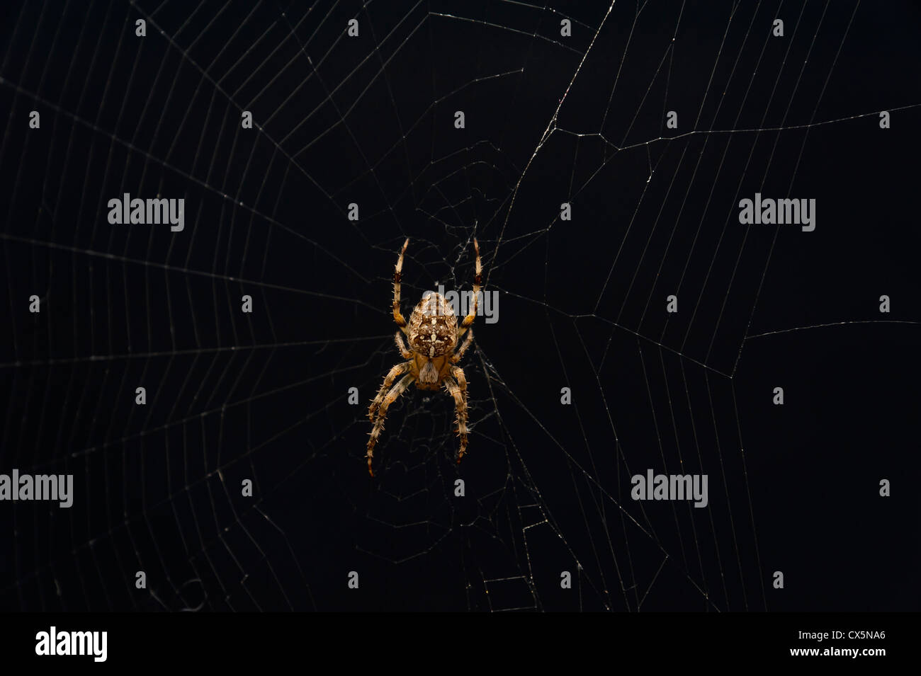 COMMON GARDEN SPIDER (Araneus Diadematus) England UK Isolated Black ...