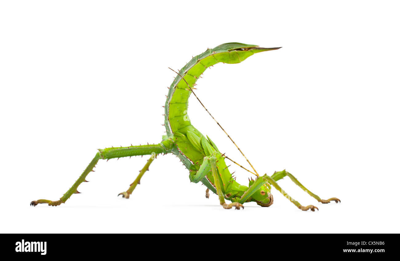 Adult Female Malayan Jungle Nymph, Heteropteryx dilatata, against white ...