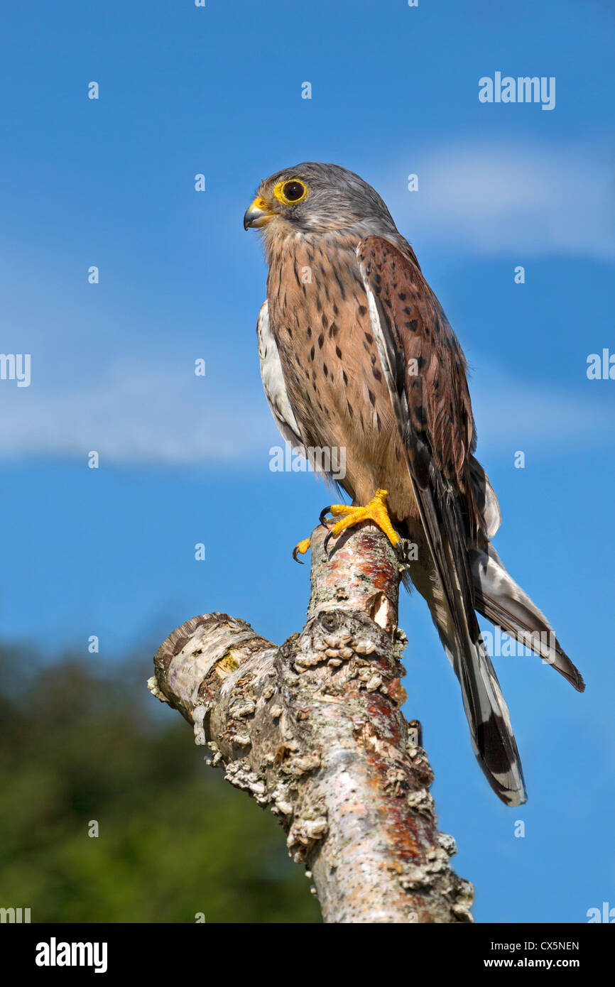 Kestrel male hi-res stock photography and images - Alamy