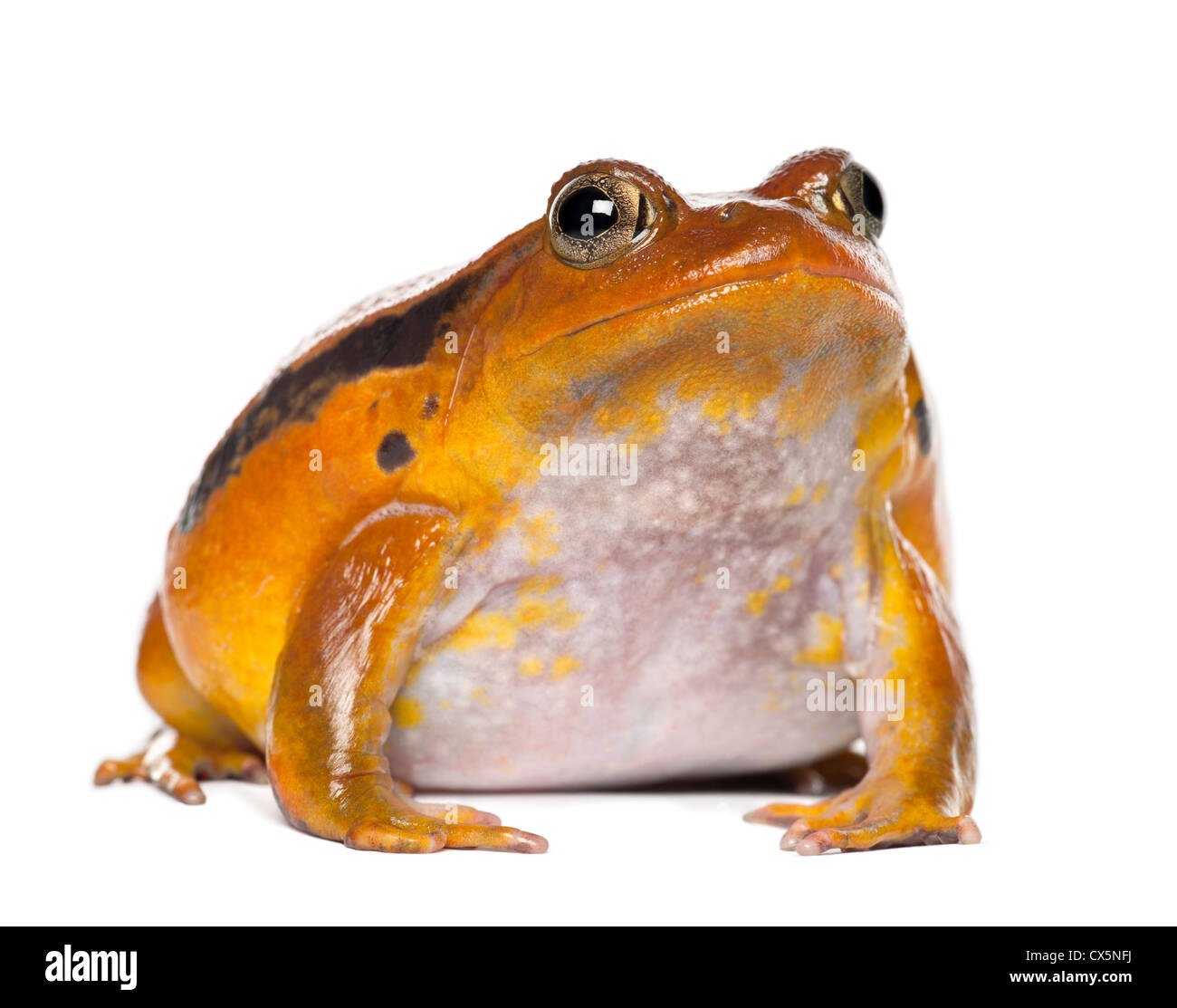 False Tomato Frog, Dyscophus guineti, against white background Stock ...