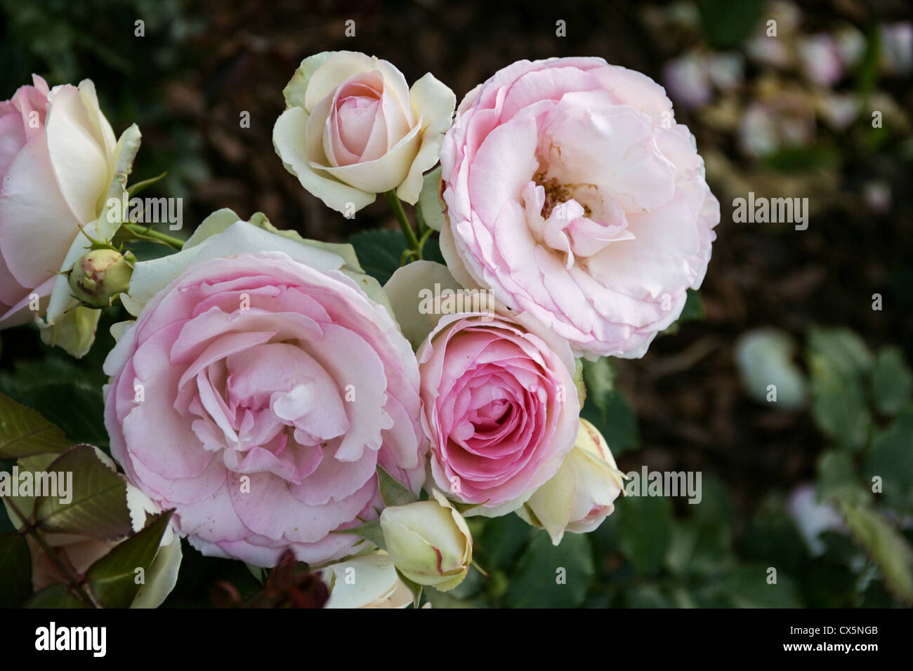 beautiful rose bush with big flowers and buds Stock Photo - Alamy