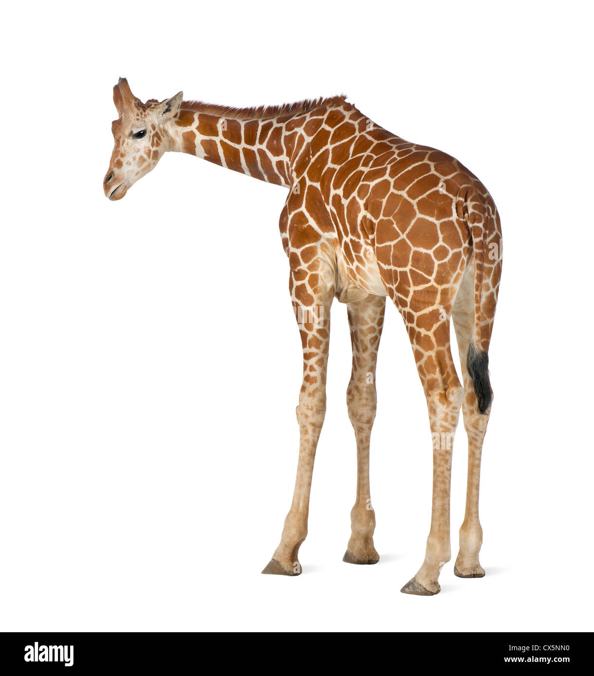 Somali Giraffe often known as Reticulated Giraffe (Giraffa ...