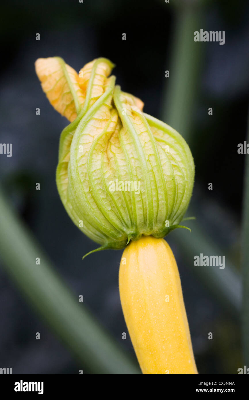 Cucurbita pepo hi-res stock photography and images - Alamy