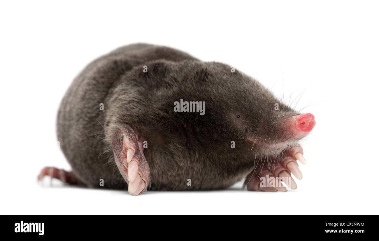 European Mole, Talpa europaea, against white background Stock Photo - Alamy