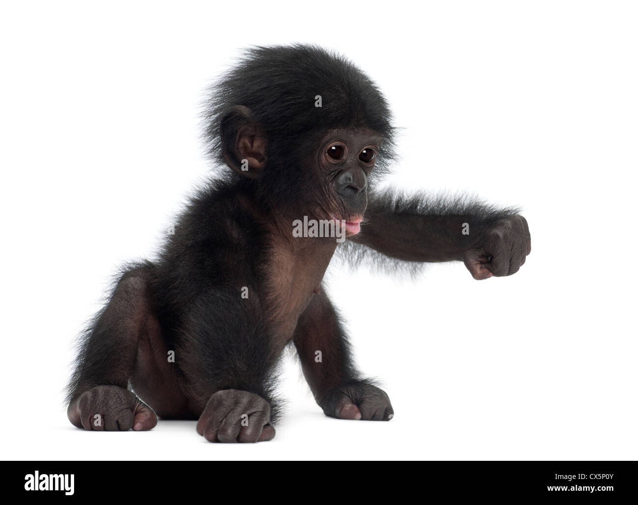Pan paniscus hand Cut Out Stock Images & Pictures - Alamy
