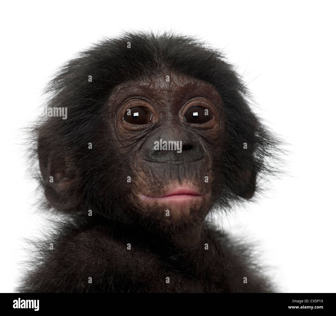Baby bonobo, Pan paniscus, 4 months old, against white background Stock ...
