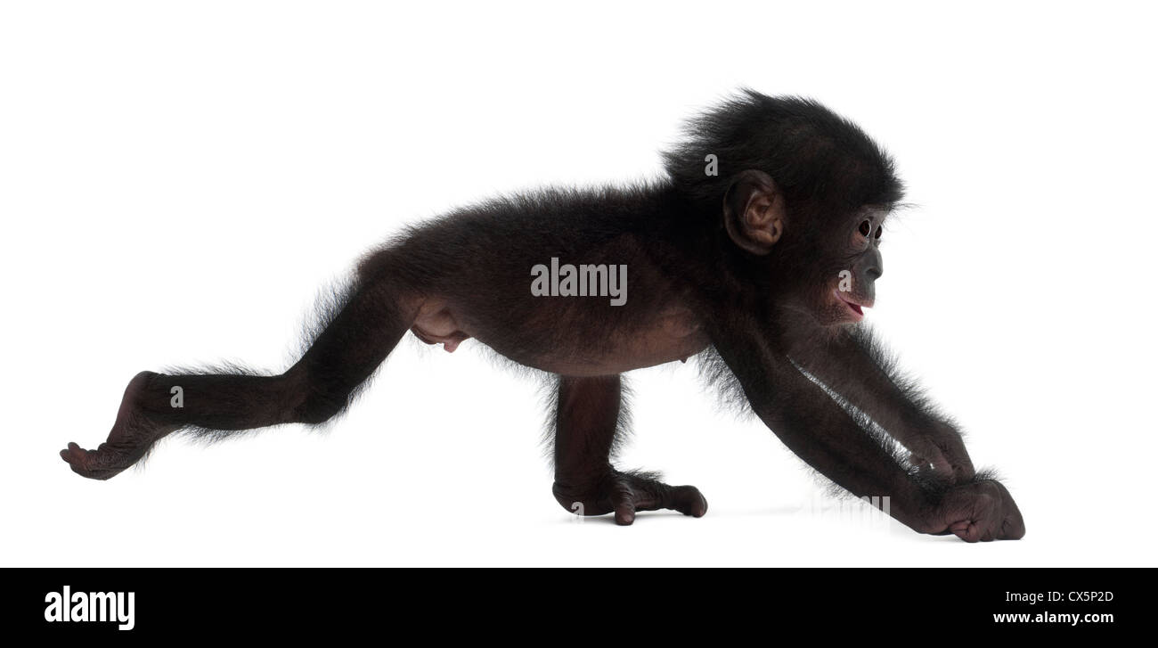 Baby bonobo, Pan paniscus, 4 months old, walking against white ...