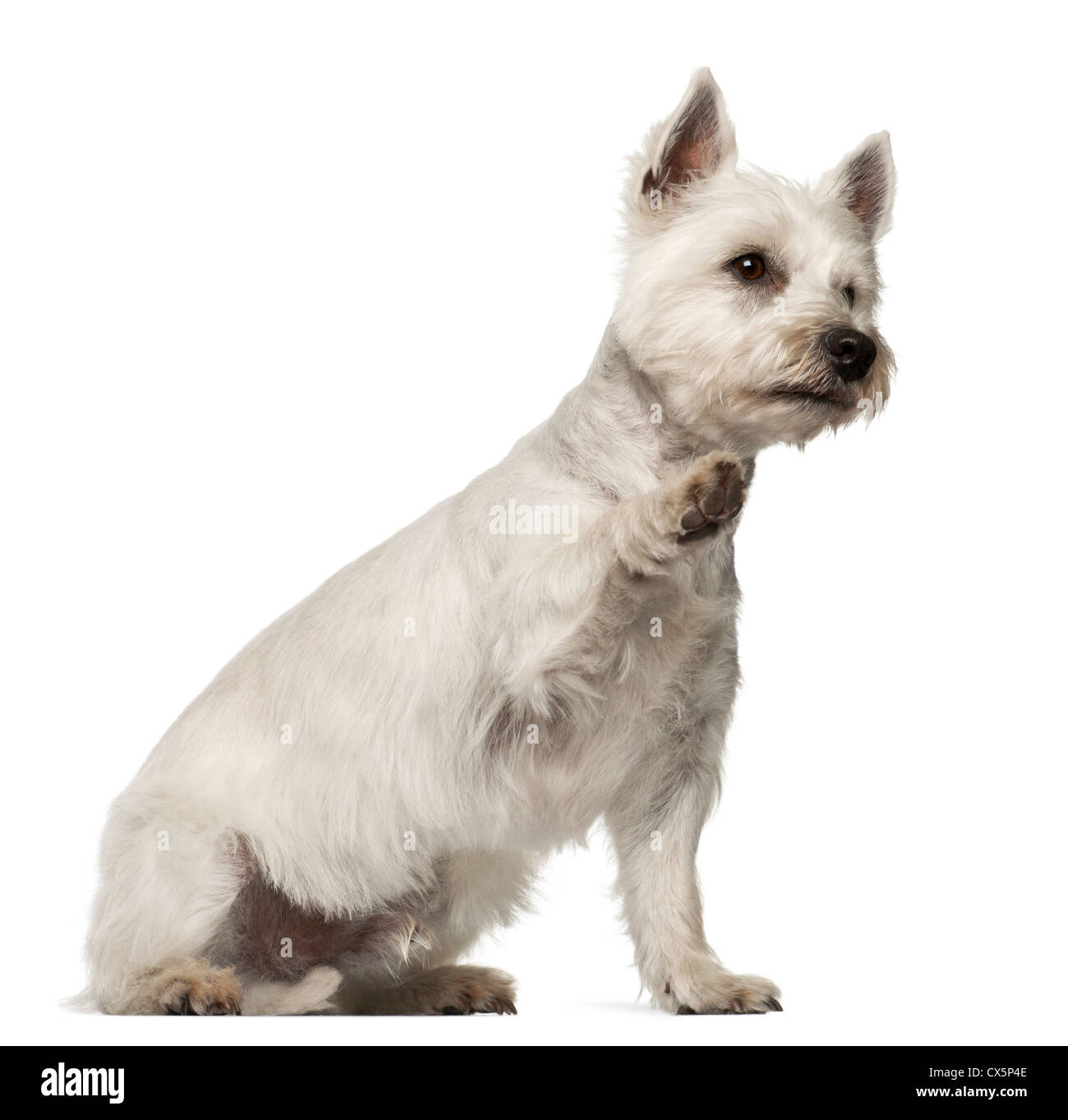 West Highland White Terrier, 2 years old, raising paw against white ...