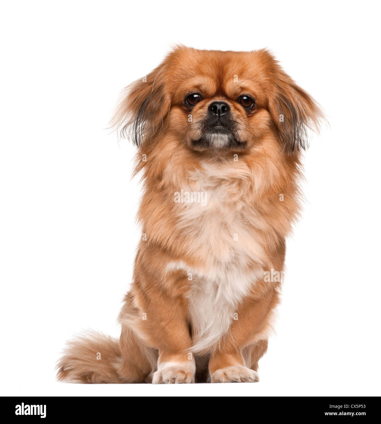 Purebred pekingese hi-res stock photography and images - Alamy