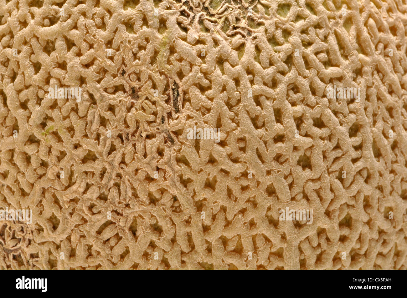 A close up of a cantaloupe rind Stock Photo - Alamy