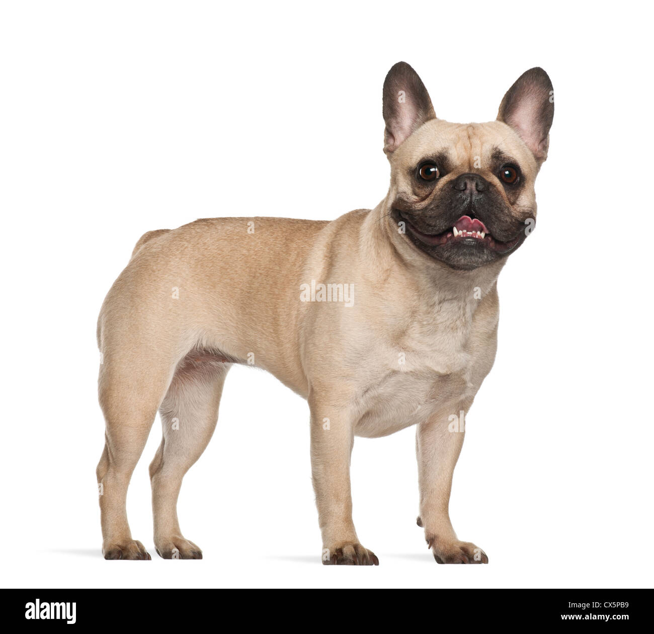 French Bulldog standing against white background Stock Photo - Alamy