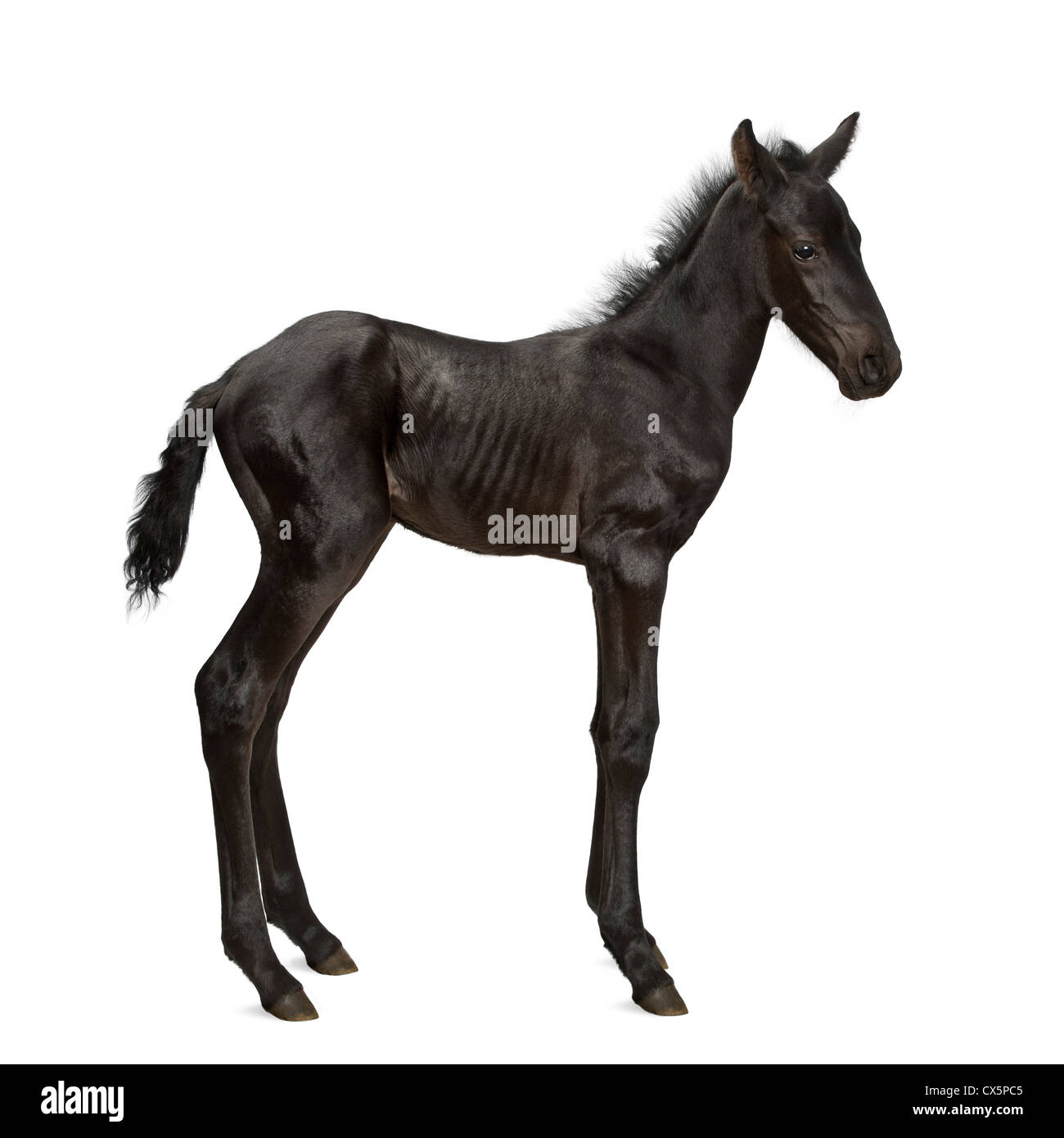 Foal, 1 week old, standing against white background Stock Photo - Alamy