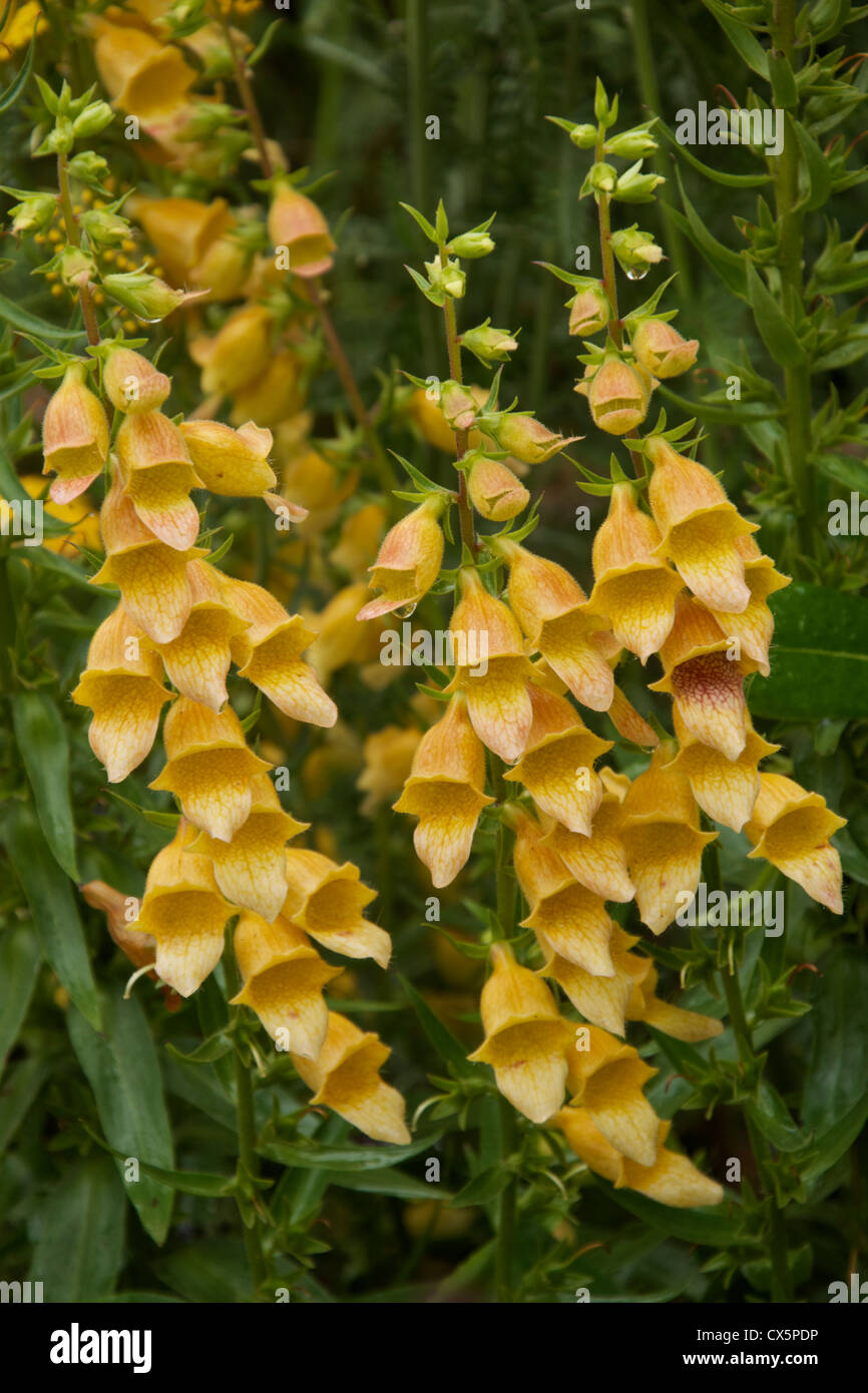 Digitalis Spice Island High Resolution Stock Photography and Images - Alamy